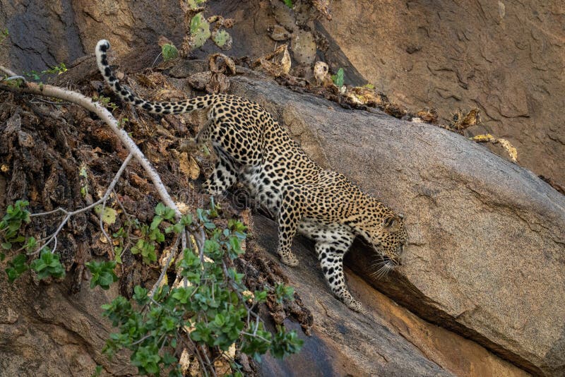 Leopard Stands on Steep Rock Looking Below Stock Photo - Image of ...