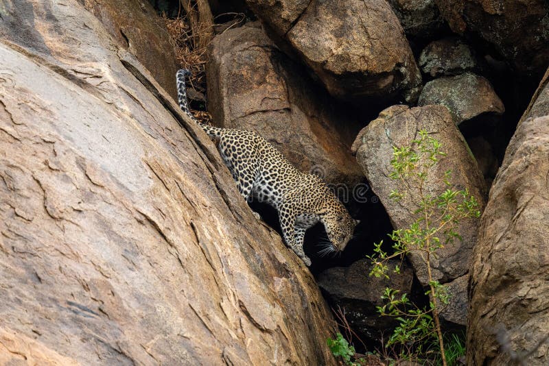 Leopard Stands on Steep Rock Looking Down Stock Photo - Image of ...