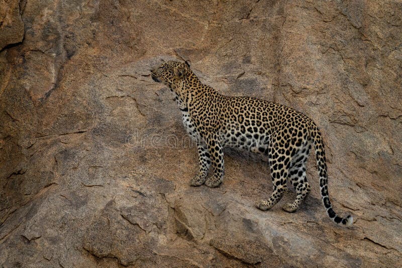 Leopard Stands on Steep Rock Looking Up Stock Image - Image of pardus ...