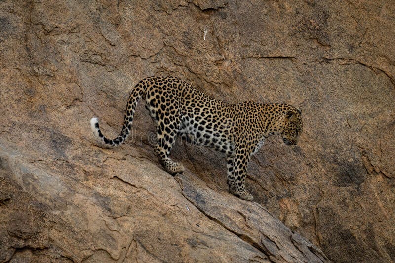 Leopard Stands on Steep Rock in Profile Stock Image - Image of travel ...