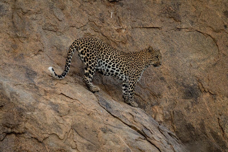 Leopard Stands on Steep Rock Turning Head Stock Image - Image of stands ...