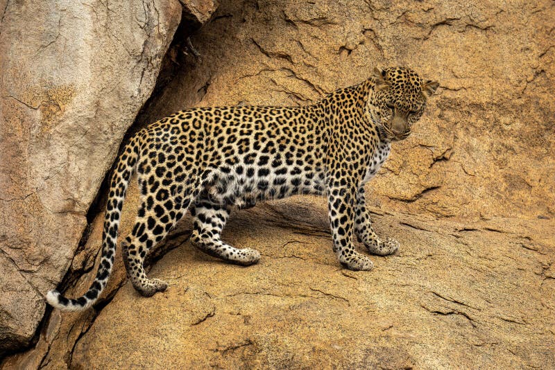 Leopard Stands on Steep Rockface Gazing Down Stock Photo - Image of ...