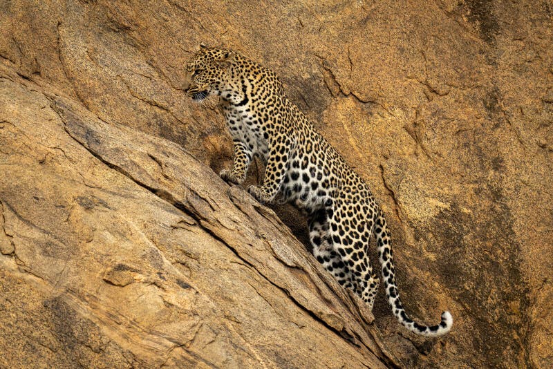 Leopard Stands on Steep Rockface Looking Ahead Stock Photo - Image of ...