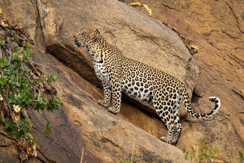 Leopard Stands on Steep Rockface Looking Up Stock Photo - Image of ...