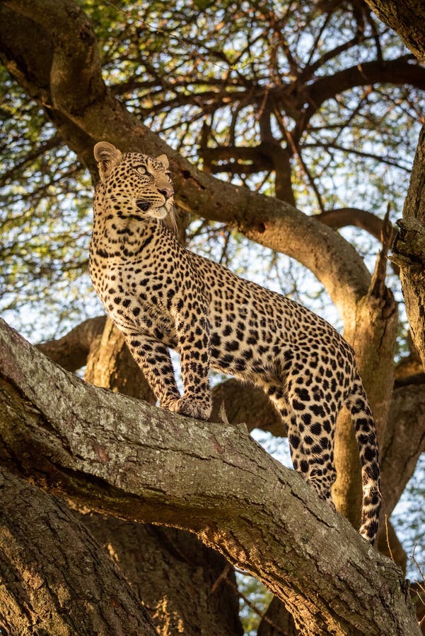 Leopard Stands on Thick Branch Looking Up Stock Photo - Image of ...