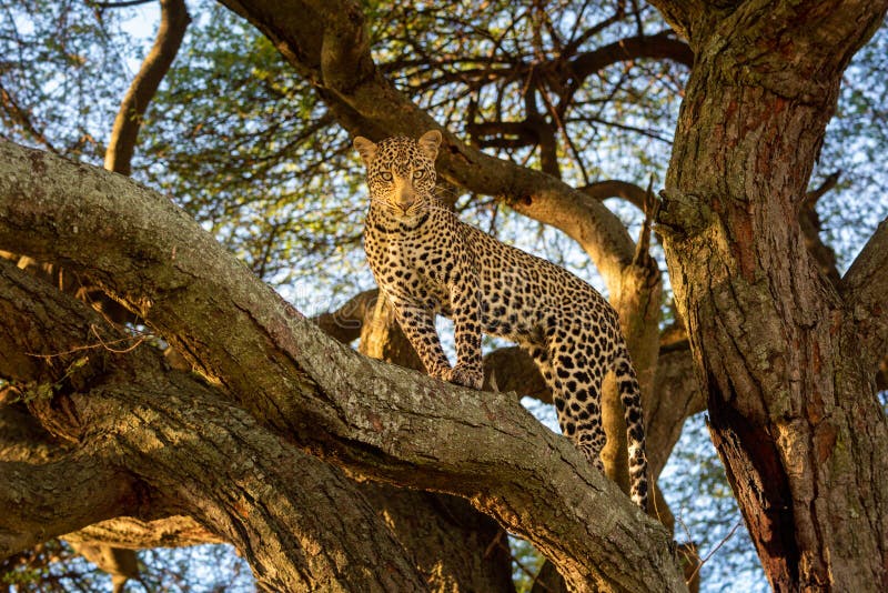 Leopard Stands on Tree Branch Looking Down Stock Image - Image of game ...