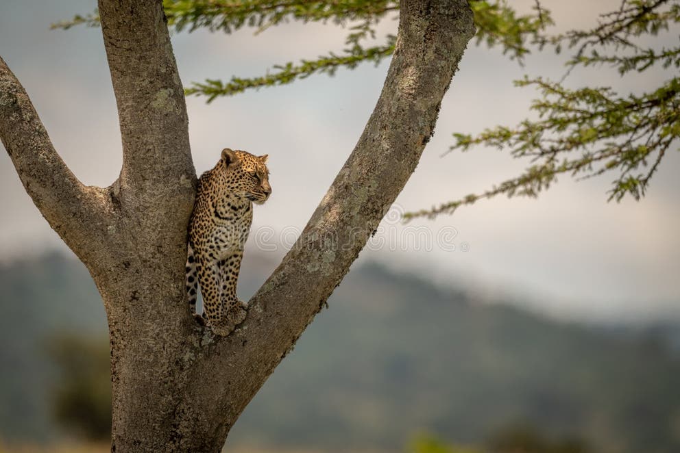 Leopard Stands in Tree Fork Facing Right Stock Image - Image of african ...