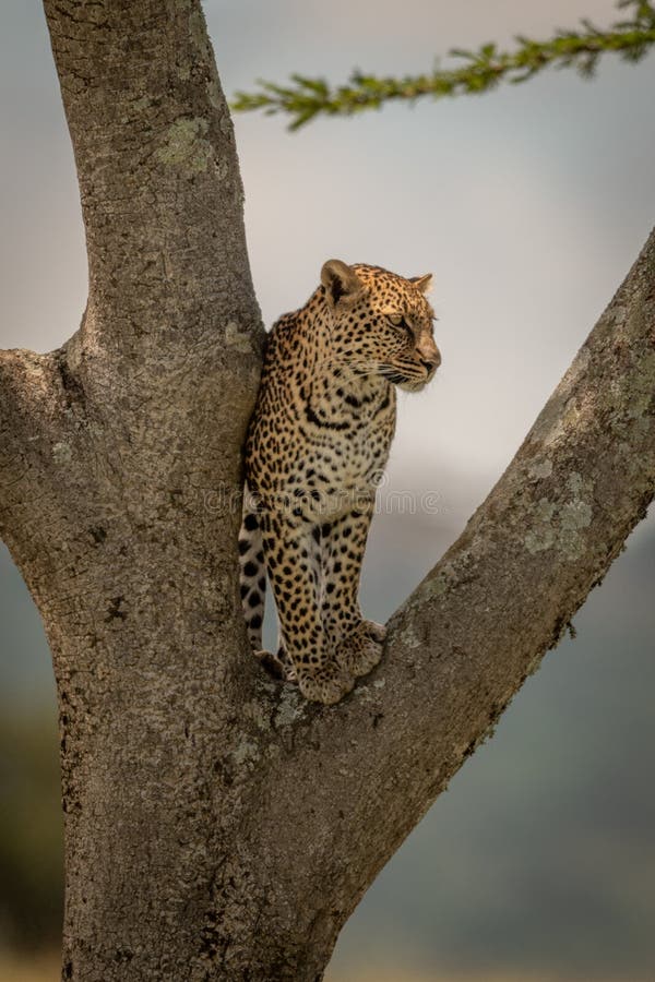 Leopard Stands on Tree Fork Facing Right Stock Photo - Image of ...