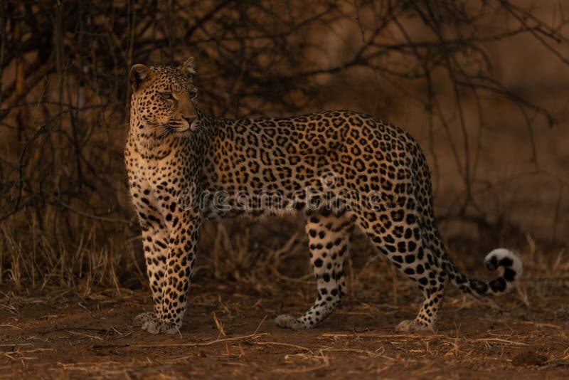 Leopard Stands Turning Head in Golden Light Stock Photo - Image of five ...