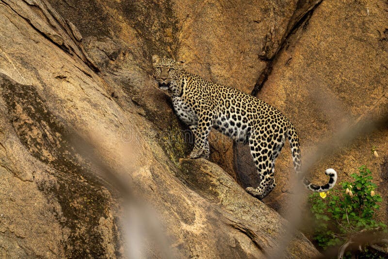 Leopard Stands Watching Camera on Steep Rockface Stock Photo - Image of ...