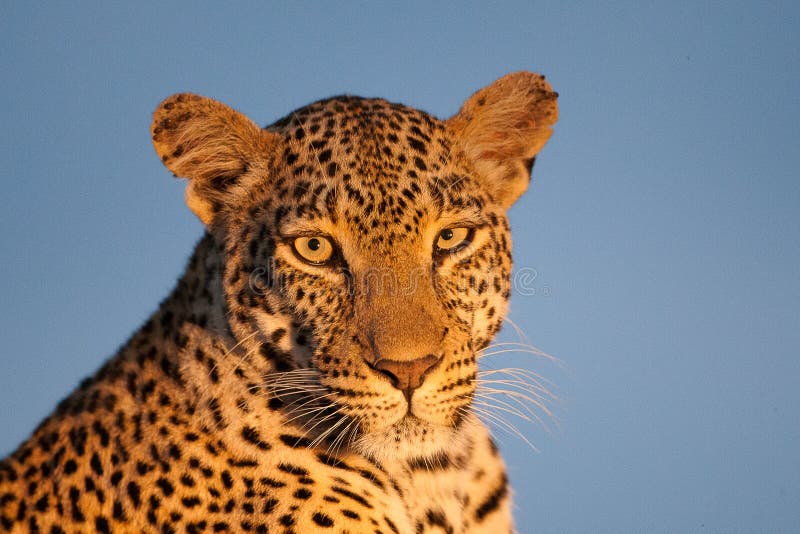 Leopard stare stock image. Image of african, park, reserve - 55473573