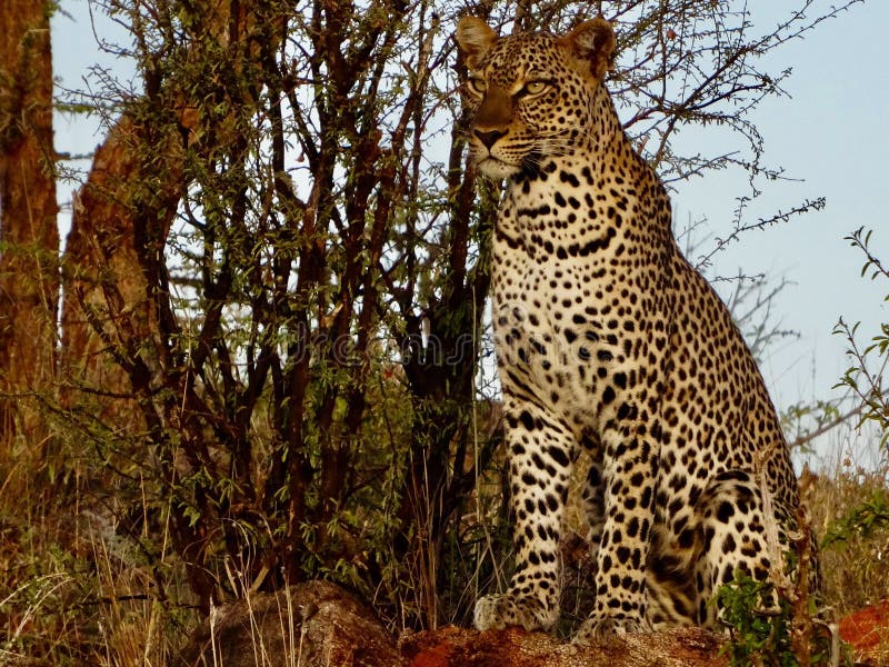 Leopard stare. stock image. Image of stare, kenya, samburu - 92306447