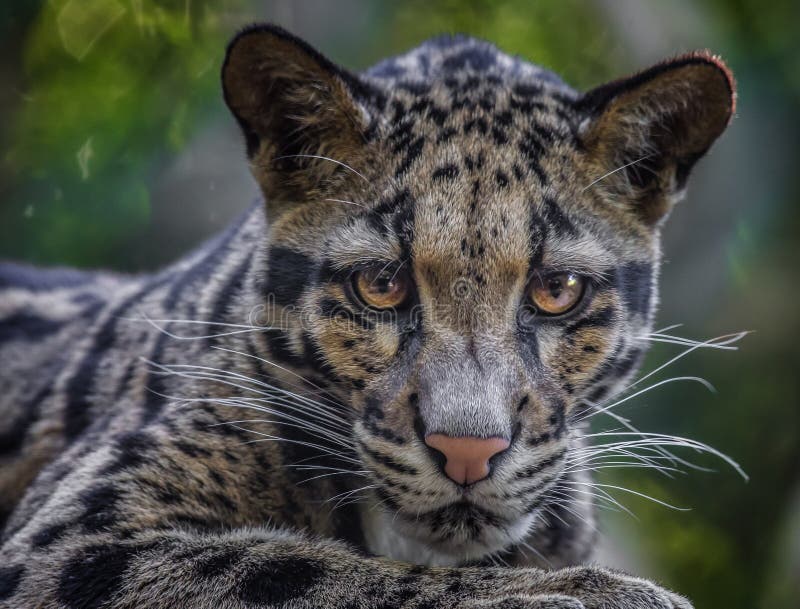 Leopard stock image. Image of habitat, pantanal, bird - 74457383