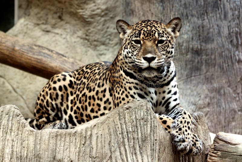 Leopard Staring at the Camera. Stock Photo - Image of quick, agile ...