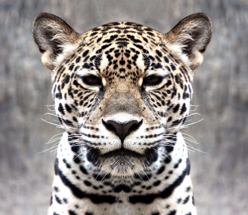 Leopard Staring at the Camera. Stock Photo - Image of leopard, straight ...