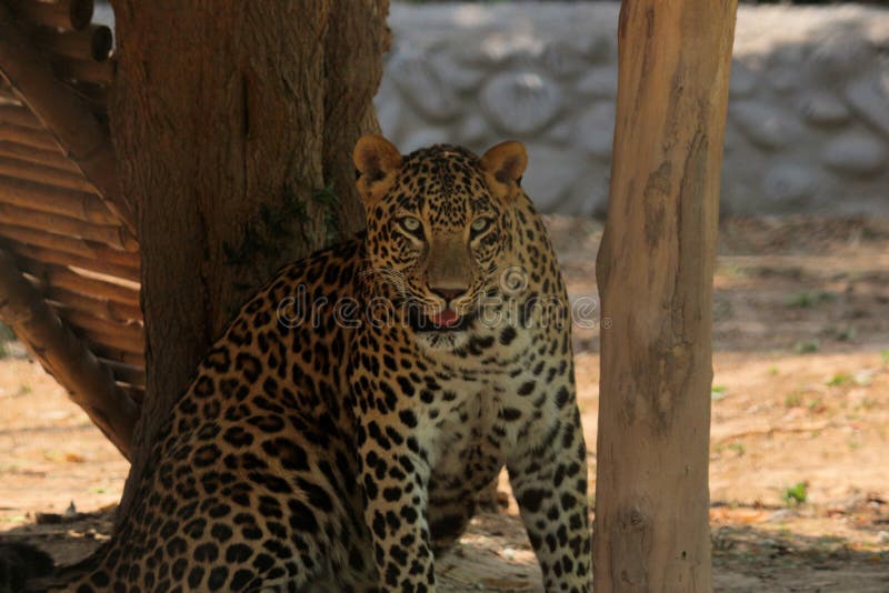 Leopard Staring stock image. Image of sitting, mammal - 95281597