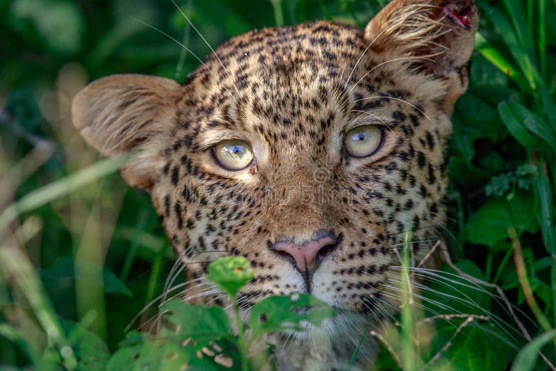 Leopard Starring at the Camera. Stock Image - Image of dangerous, park ...