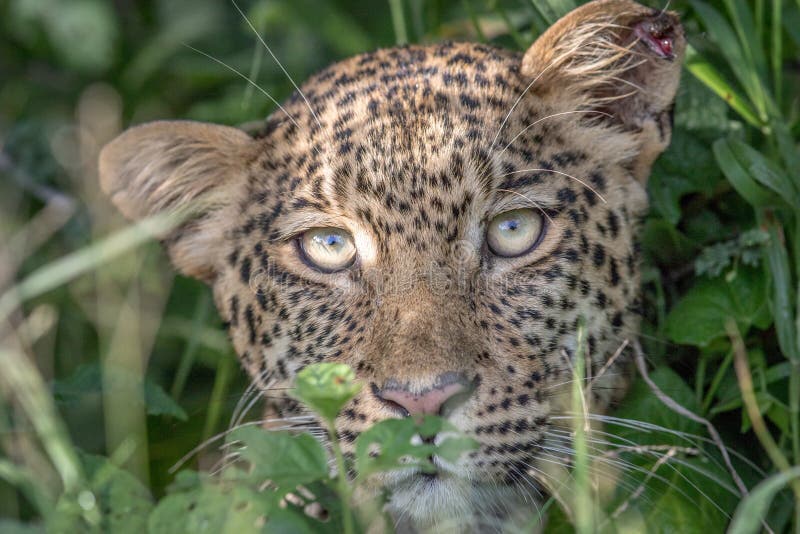 Leopard Starring at the Camera. Stock Photo - Image of cute, kgalagadi ...