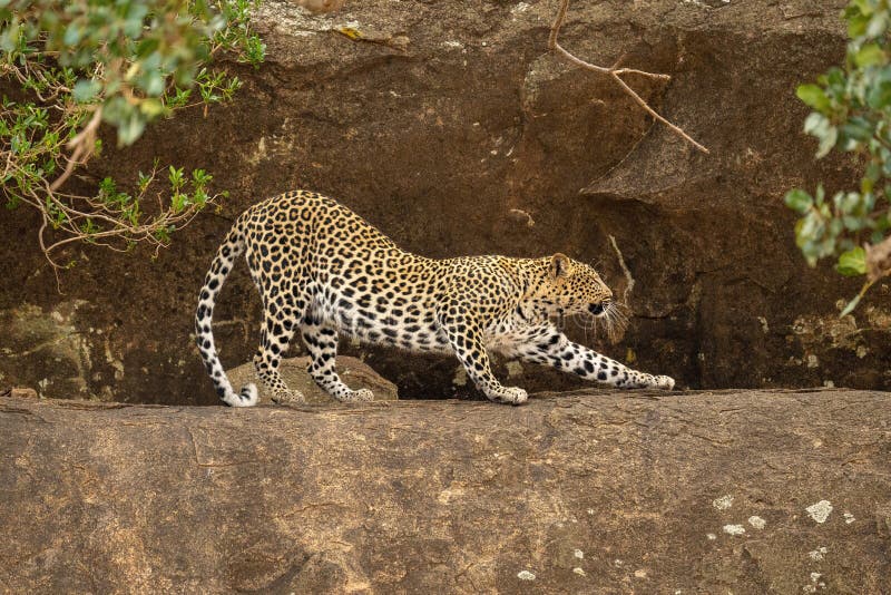 Leopard Starts To Stretch on Rocky Ledge Stock Photo - Image of animals ...