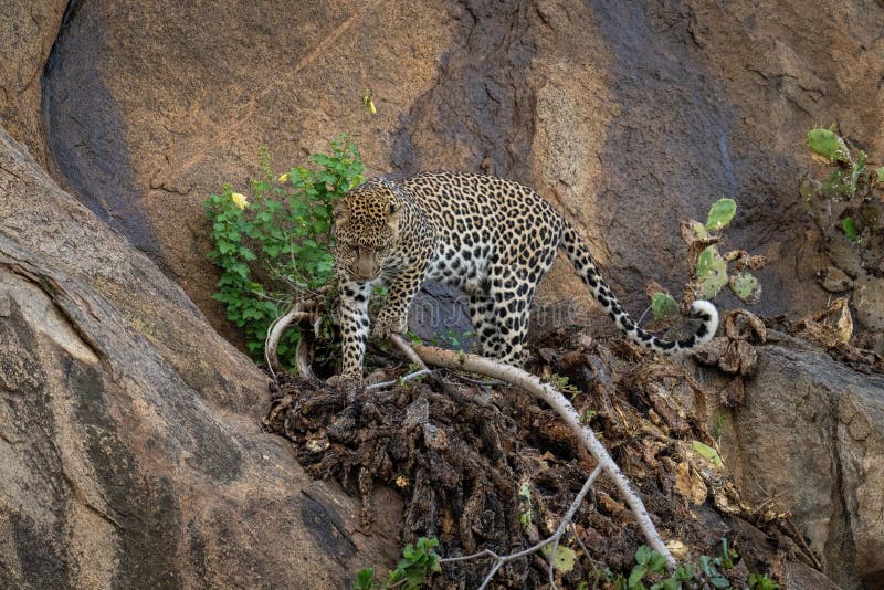 Leopard Steps on Branch on Steep Rockface Stock Image - Image of ...