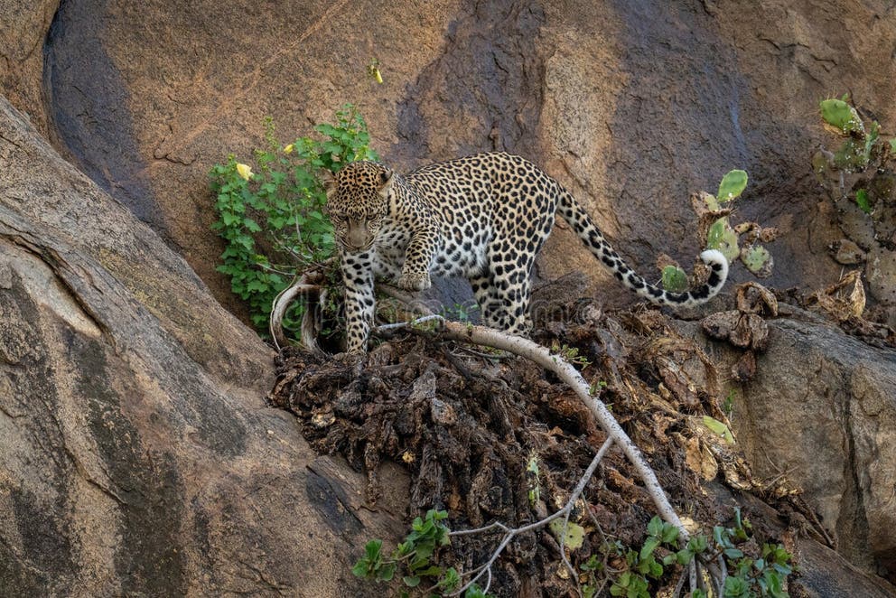 Leopard Steps Over Branch on Steep Rockface Stock Image - Image of ...