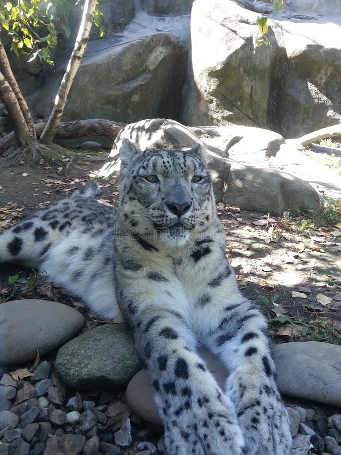 Alert leopard stock photo. Image of spots, dangerous - 43552728