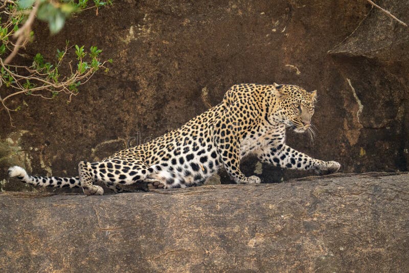 Leopard Stretches Out on Rock beside Bush Stock Photo - Image of ...