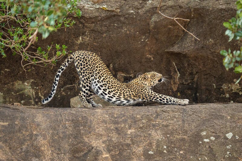 Leopard Stretching Back on Ledge between Bushes Stock Image - Image of ...
