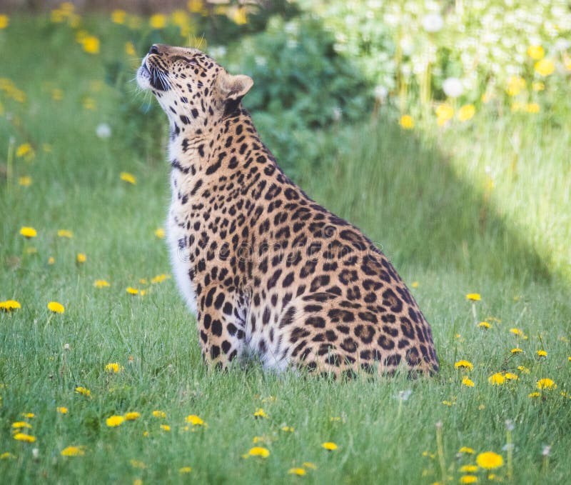 Leopard stock image. Image of blotchy, backround, sight - 93927881