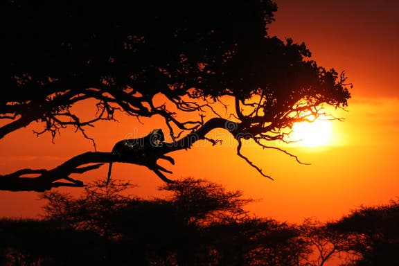 2,680 Leopard Sunset Stock Photos - Free & Royalty-Free Stock Photos ...