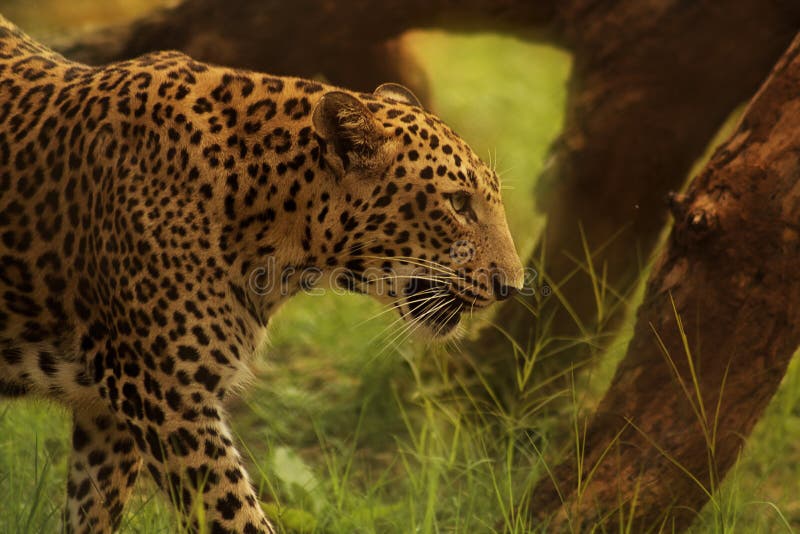 Leopard stock image. Image of friends, leaopard, group - 46098635