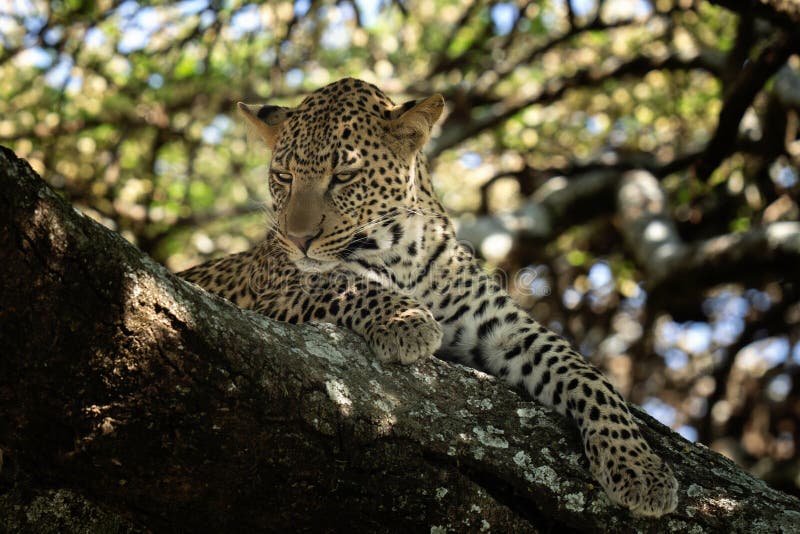 Leopard Taking Rest Shade Stock Photos - Free & Royalty-Free Stock ...