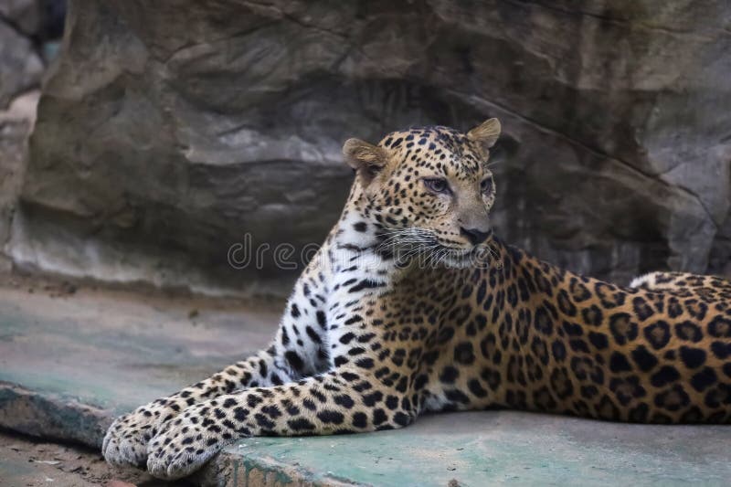 The Leopard Tiger is Cute and Speed Wildanimal in Zoology Stock Photo ...