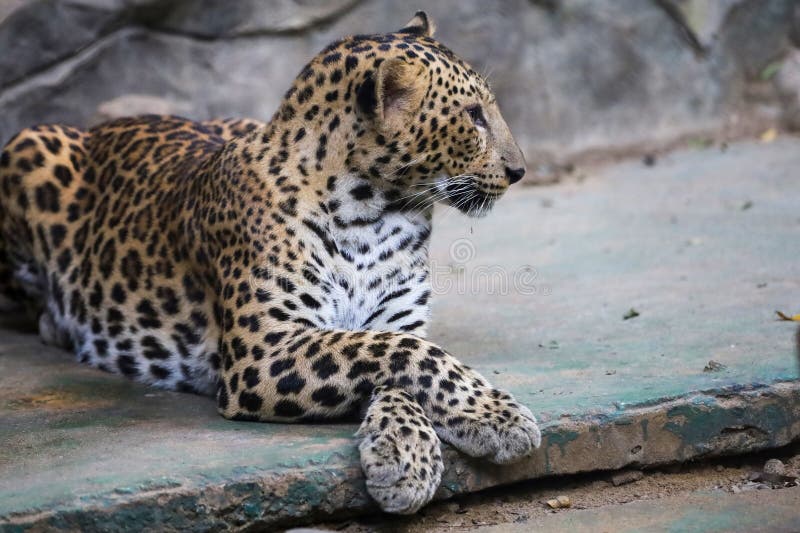 The Leopard Tiger is Cute and Speed Wildanimal in Zoology Stock Photo ...