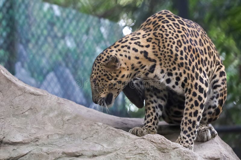 The Leopard Tiger is Cute and Speed Wildanimal in Zoology Stock Photo ...
