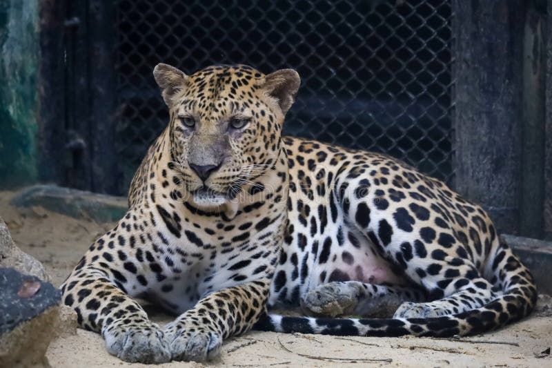 The Leopard Tiger is Fast Tiger and Rest in Zoology Stock Photo - Image ...