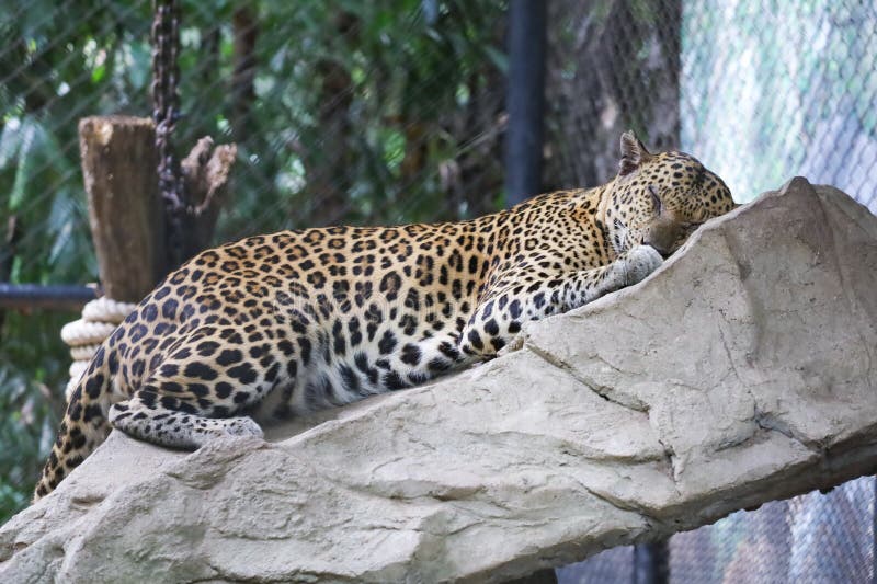 The Leopard Tiger is Cute and Speed Wildanimal in Zoology Stock Photo ...