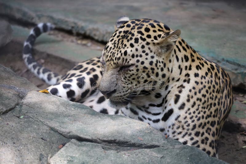The Leopard Tiger is Fast Tiger and Rest in Zoology Stock Photo - Image ...