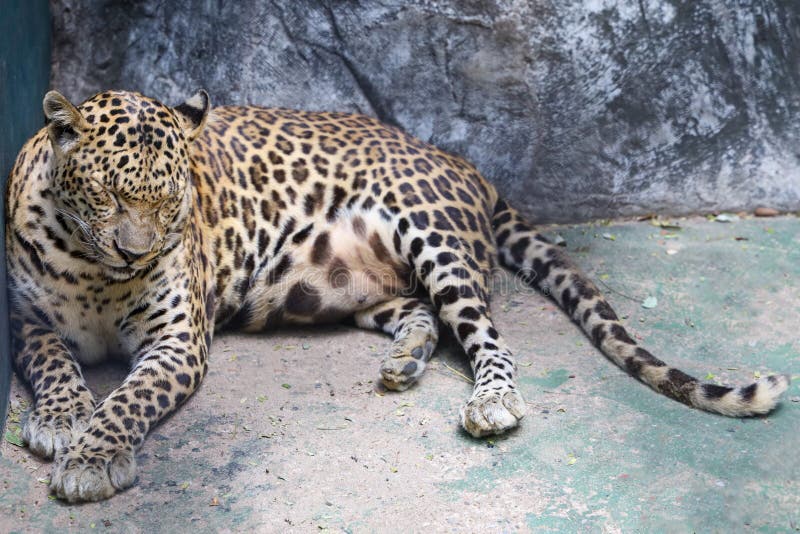The Leopard Tiger is Cute and Speed Wildanimal in Zoology Stock Photo ...