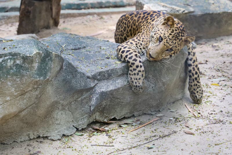 The Leopard Tiger is Cute and Speed Wildanimal in Zoology Stock Photo ...