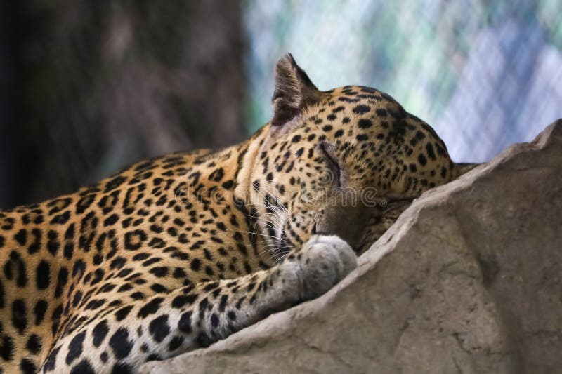 The Leopard Tiger is Cute and Speed Wildanimal in Zoology Stock Photo ...