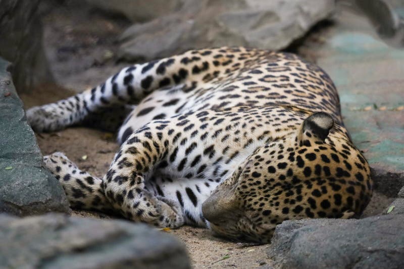 The Leopard Tiger is Rest in Rock Garden Stock Image - Image of park ...