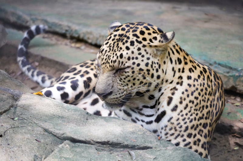 The Leopard Tiger is Cute and Speed Wildanimal in Zoology Stock Photo ...