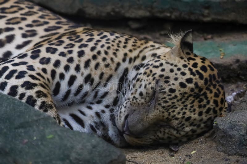 The Leopard Tiger is Cute and Speed Wildanimal in Zoology Stock Photo ...