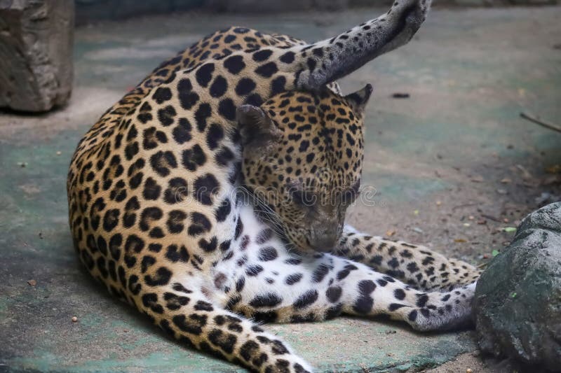 The Leopard Tiger is Cute and Speed Wildanimal in Zoology Stock Photo ...