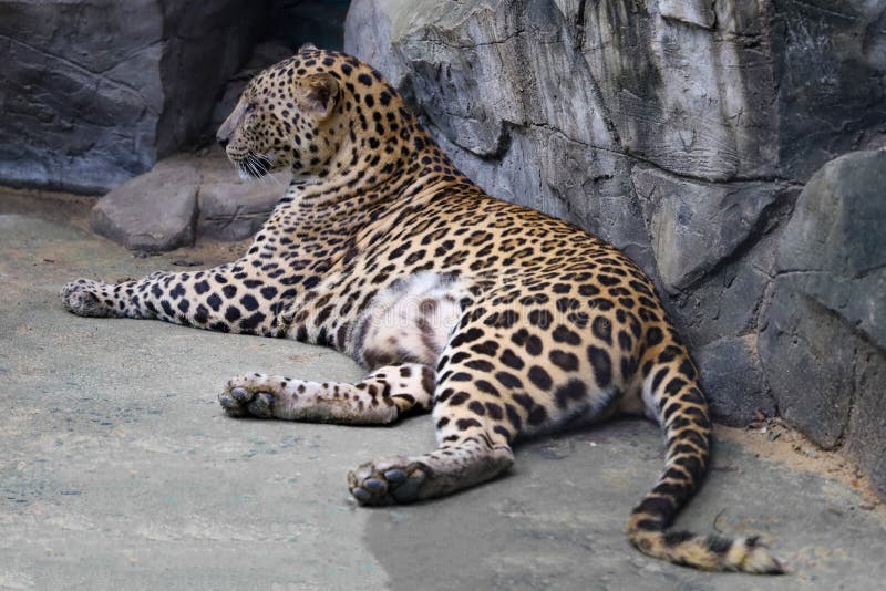 The Leopard Tiger is Cute and Speed Wildanimal in Zoology Stock Photo ...