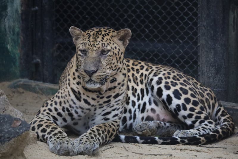 The Leopard Tiger is Cute and Speed Wildanimal in Zoology Stock Photo ...