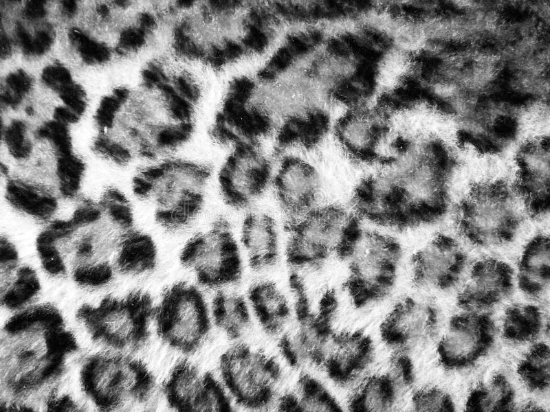 The Leopard Tiger is Cute and Speed Wildanimal in Zoology Stock Photo ...