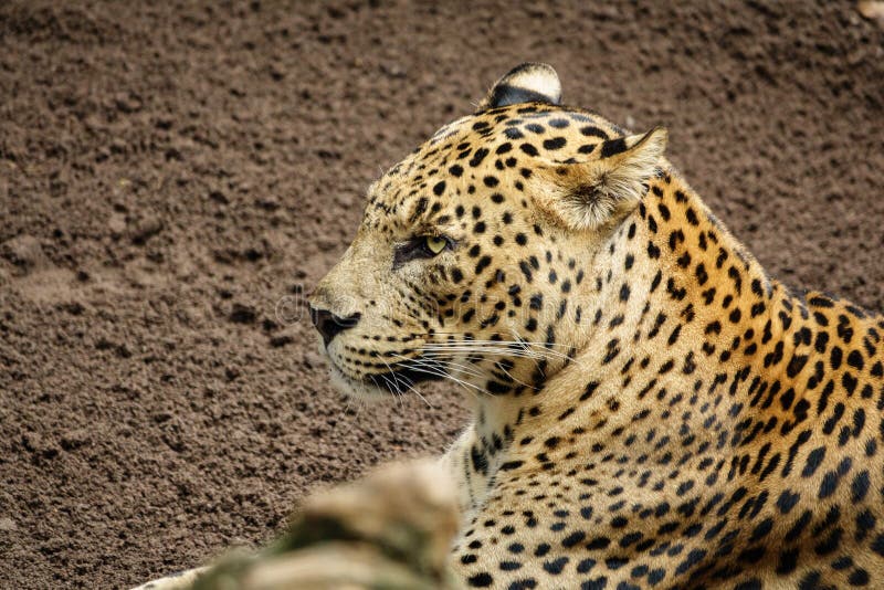 Leopard (Tiger) Standing Over Sand with Open Eyes Stock Photo - Image ...