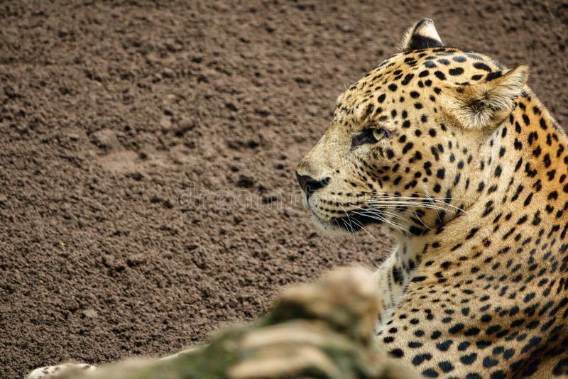 Closeup Leopard Face Side View Stock Photos - Free & Royalty-Free Stock ...